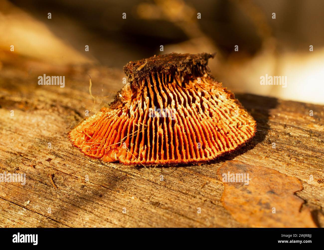 Detail: The underside showing the "gills" of Gloeophyllum sepiarium ...