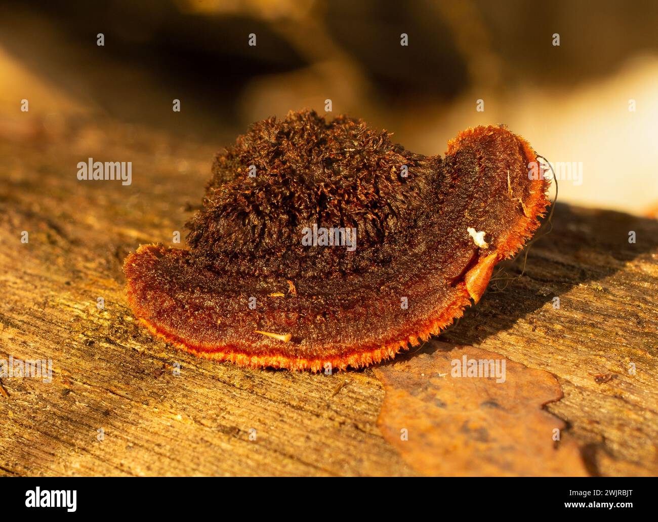 G sepiarium hi-res stock photography and images - Alamy