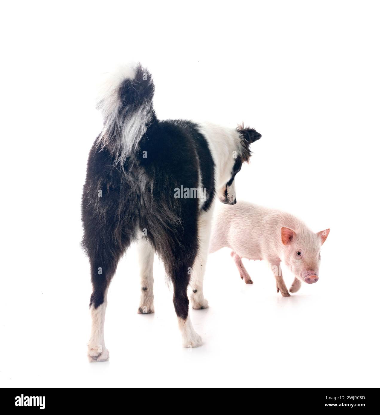 Herder s dog hi-res stock photography and images - Alamy