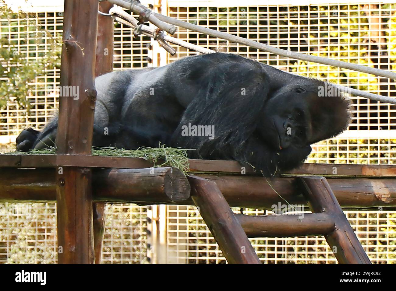 Gorillas in a zoo, predominantly ground-dwelling great apes that ...