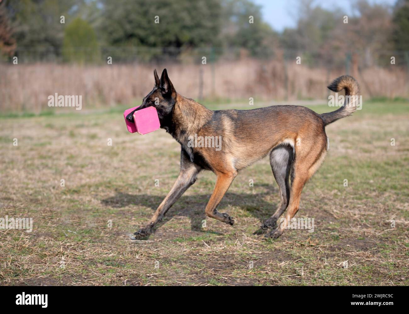 Malinois puppy training hi-res stock photography and images - Alamy