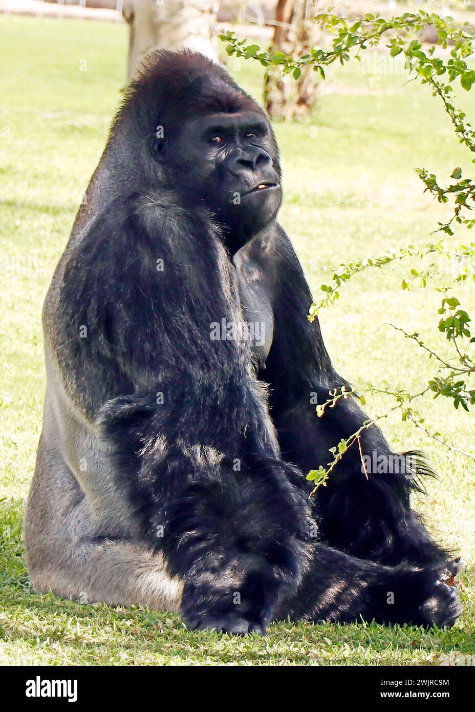 Gorillas in a zoo, predominantly ground-dwelling great apes that ...