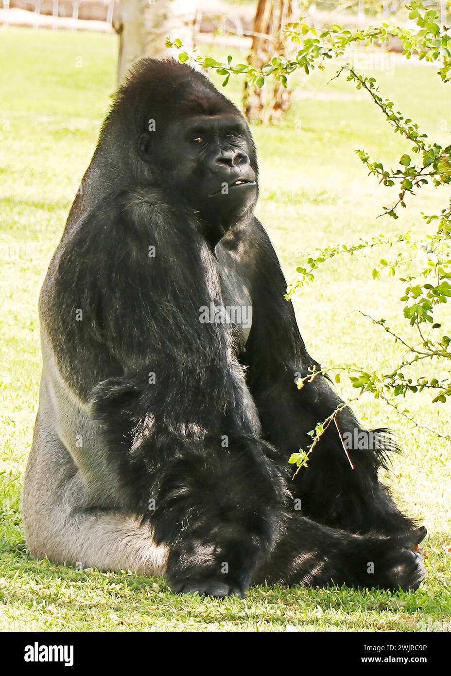 Gorillas in a zoo, predominantly ground-dwelling great apes that ...