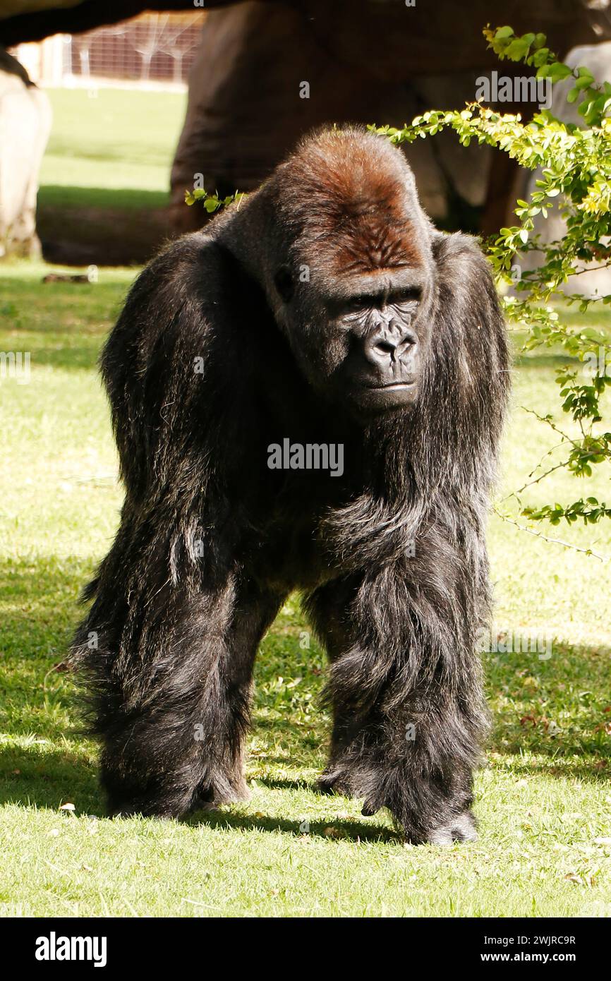 Gorillas in a zoo, predominantly ground-dwelling great apes that ...