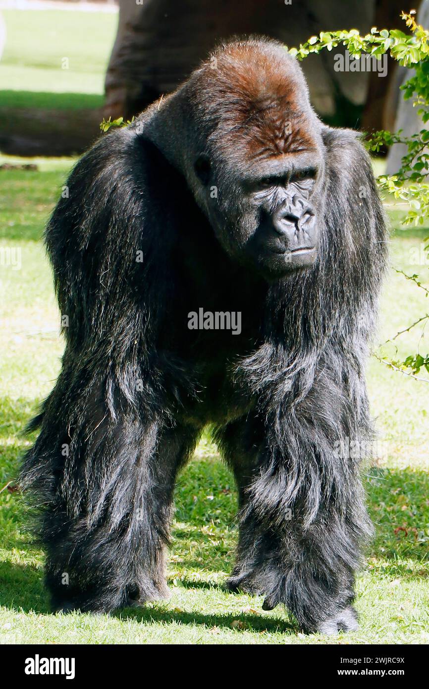 Silverback gorilla teeth hi-res stock photography and images - Alamy