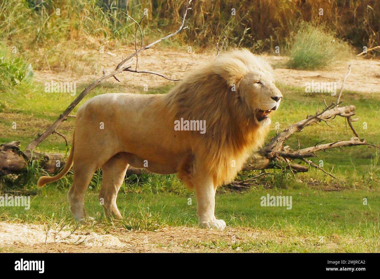African vector forest hi-res stock photography and images - Alamy