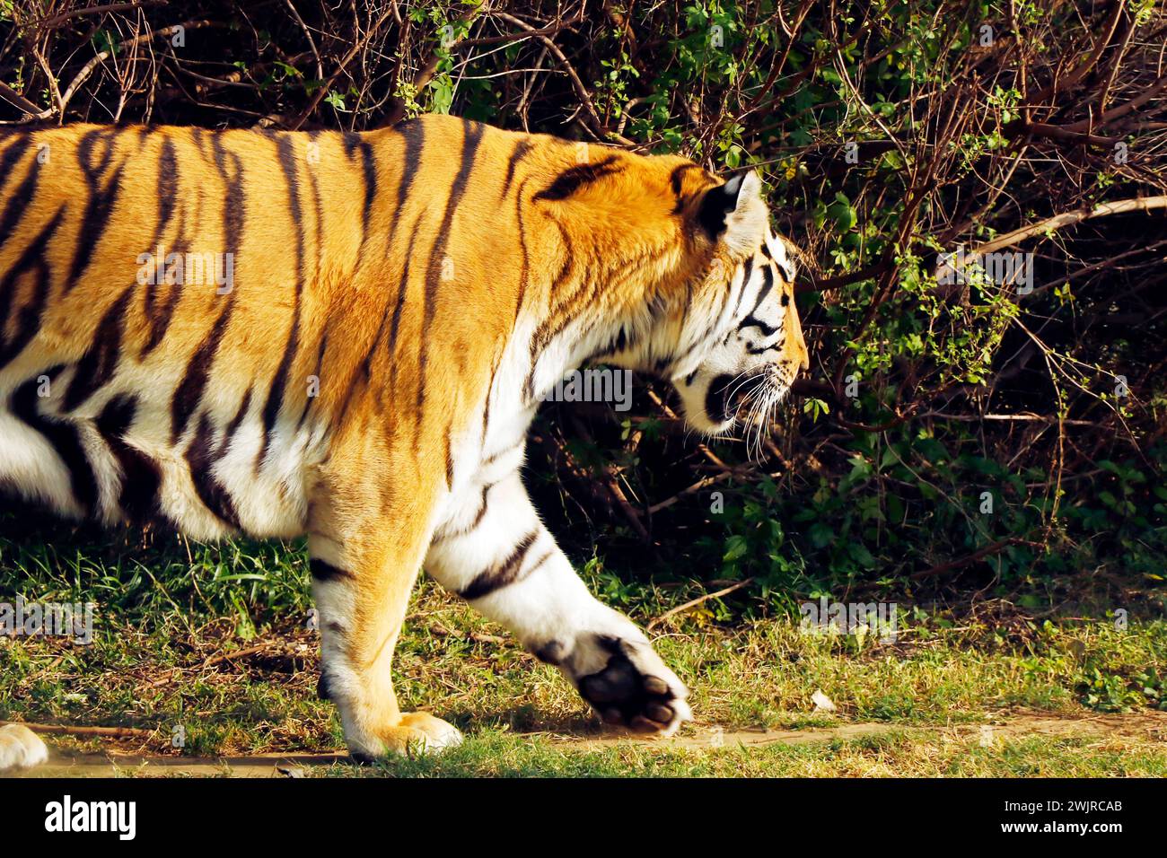 Jungle field tigers hi-res stock photography and images - Alamy