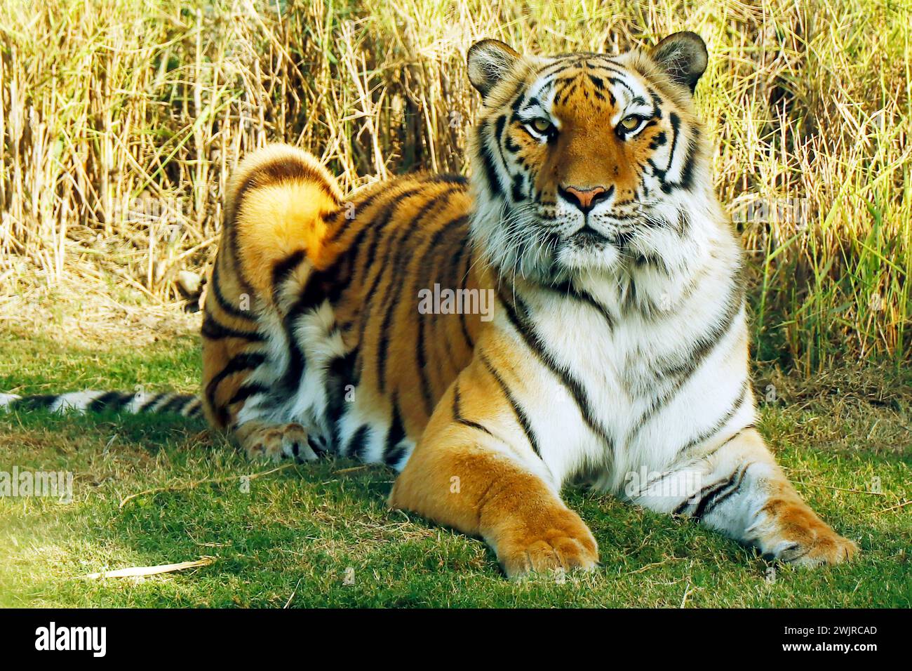 Jungle field with tigers hi-res stock photography and images - Alamy