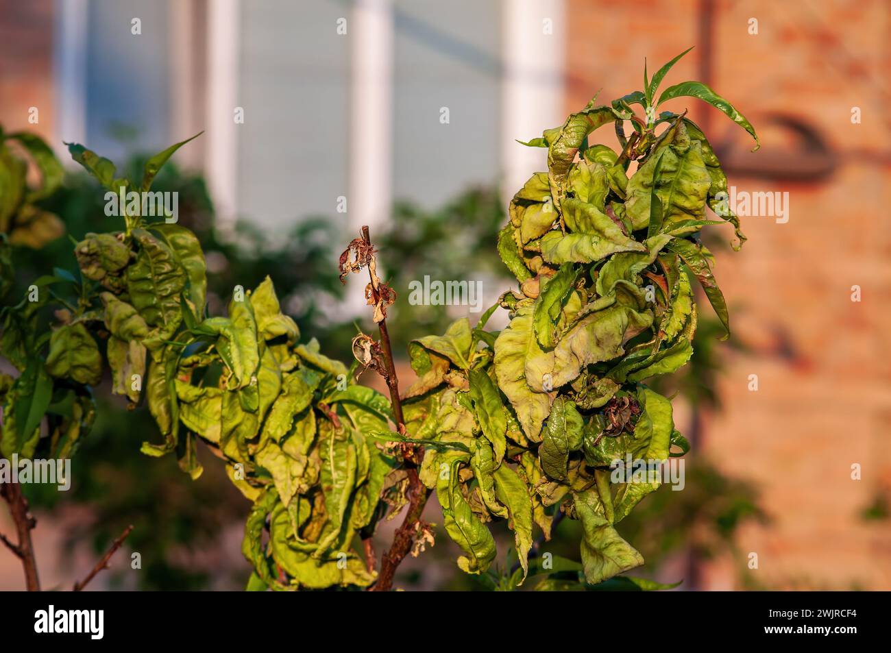 A bush with green leaves stands in front of a brick building ...