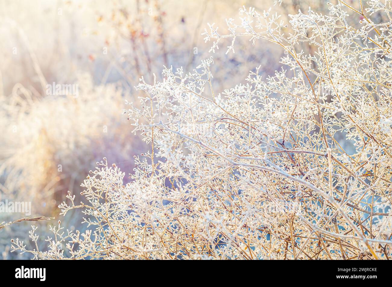 The morning sun casts a gentle glow on the frost-covered grass ...