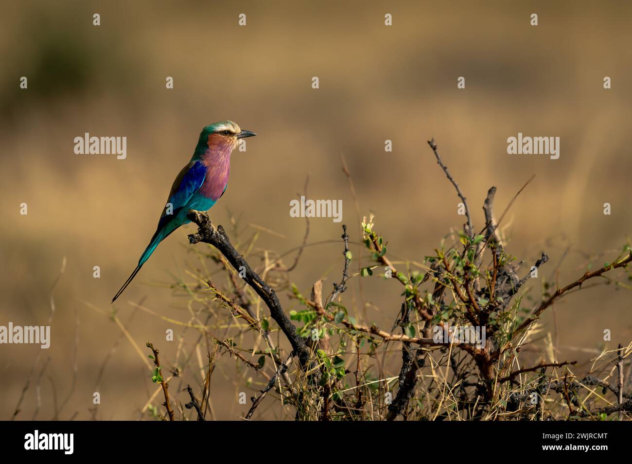 Lilac-breasted roller on dead bush in profile Stock Photo - Alamy