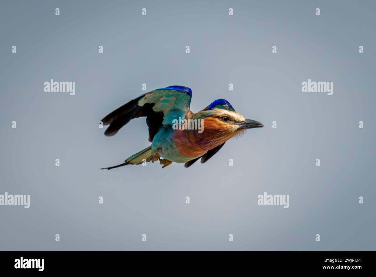 Lilac-breasted roller with catchlight flies from branch Stock Photo - Alamy