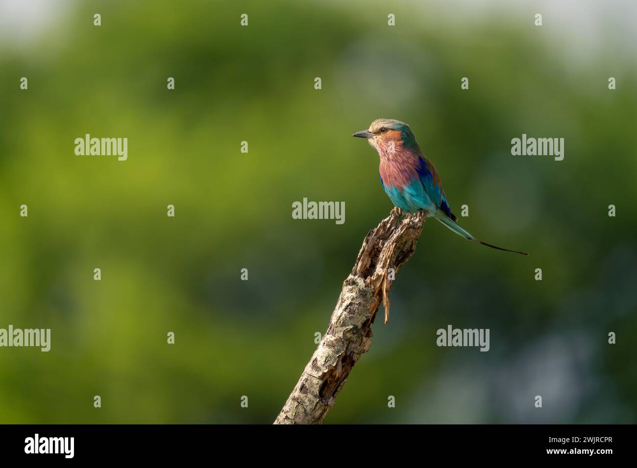 Lilac-breasted roller with catchlight on dead twig Stock Photo - Alamy