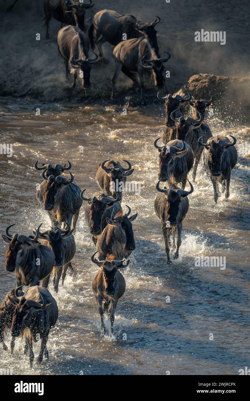 Line of blue wildebeest galloping across stream Stock Photo - Alamy