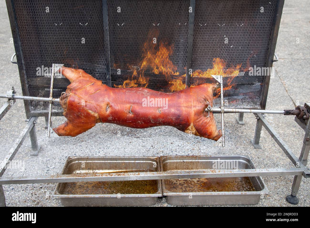 Roasted suckling whole pig being roast on a fire Stock Photo - Alamy