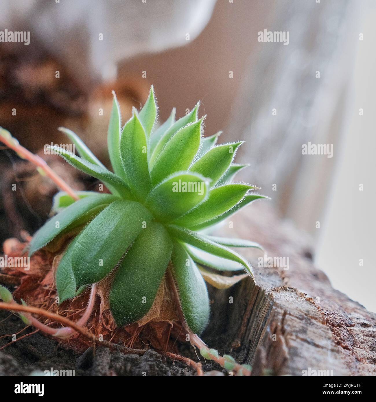 Close-up thor flower, molodilo, stone rose. Decorative indoor and ...