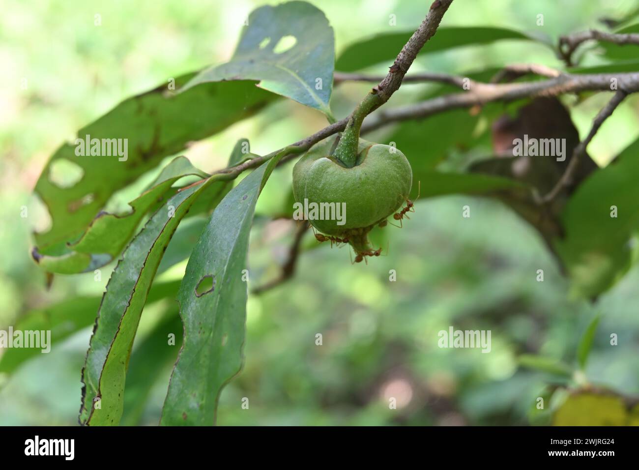 On the twig, a bud of Soursop flower (Annona muricata) that is still in ...