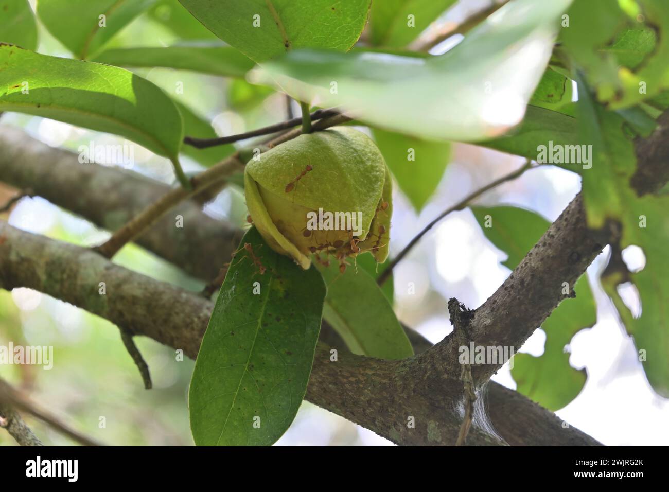Low angle view of a blooming Soursop flower (Annona muricata) with the ...