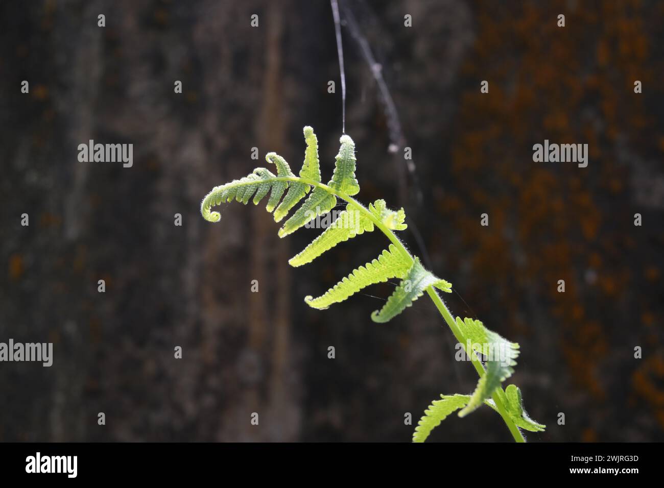 The sunlight hitting a curved fresh fern leaf tip. This fern frond has ...