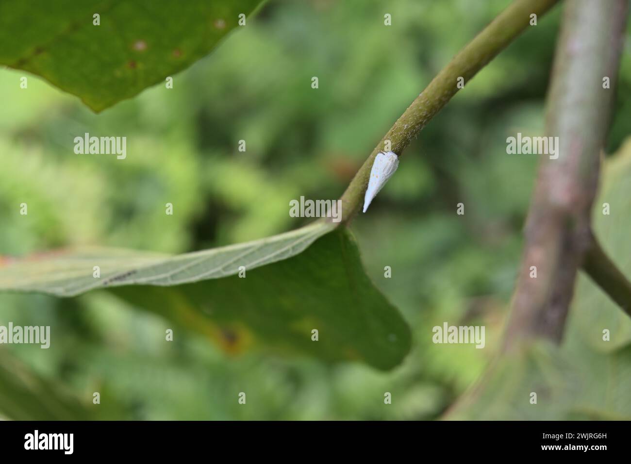 A rare white triangle moth is perched on top of a leaf stem with its ...