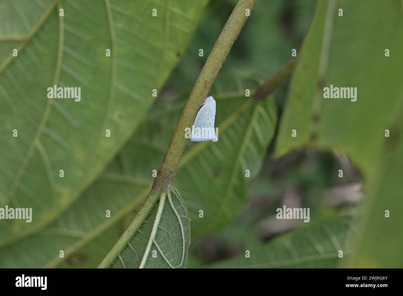 Side view of a rare triangle white Moth with orange dots on the wings ...