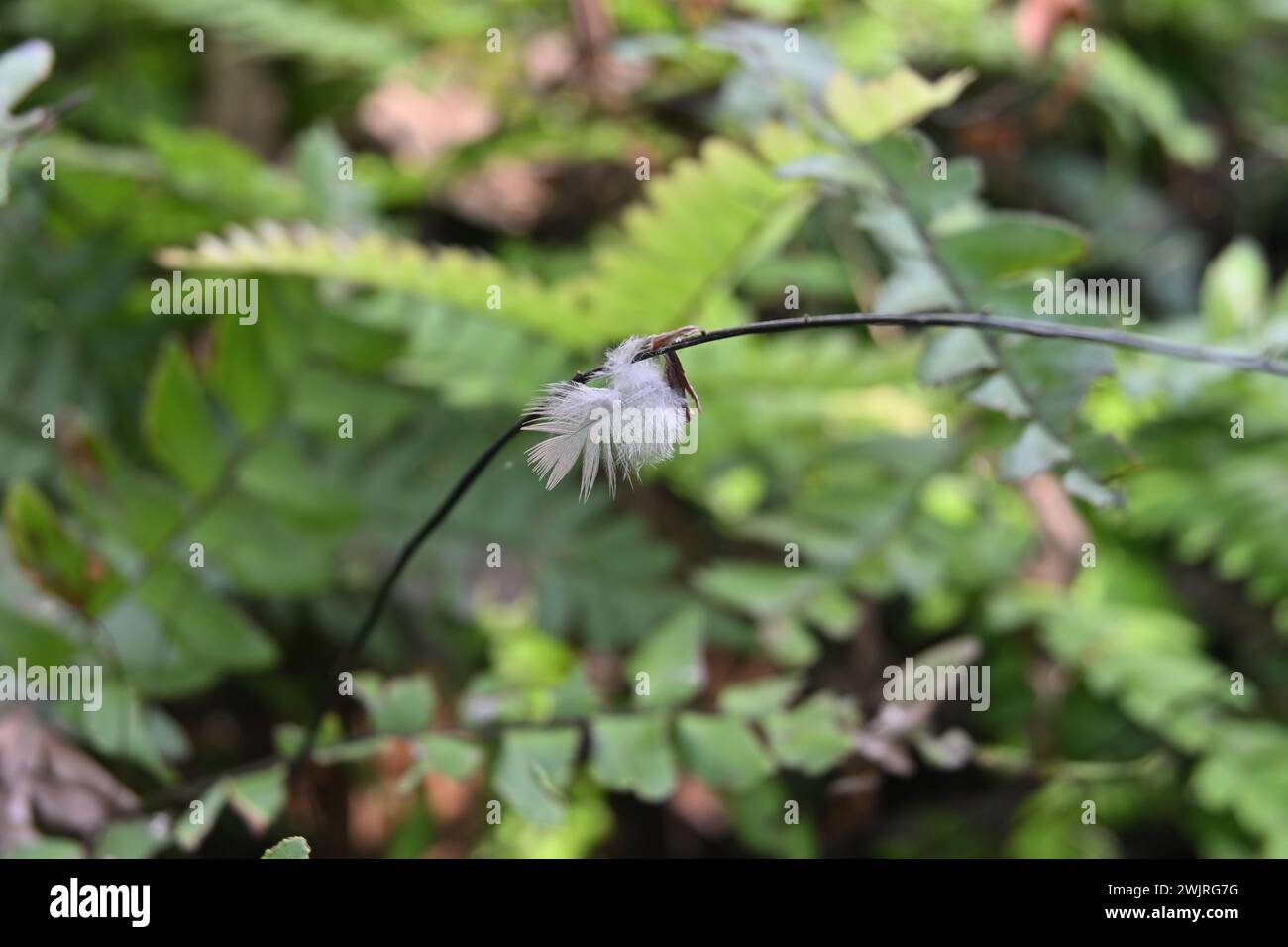 Tangled feather hi-res stock photography and images - Alamy