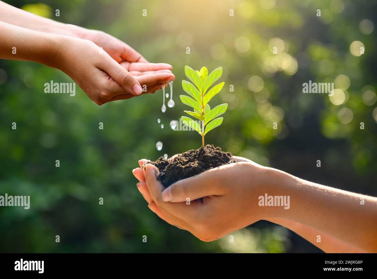 In the hands of trees growing seedlings. Bokeh green Background Female ...
