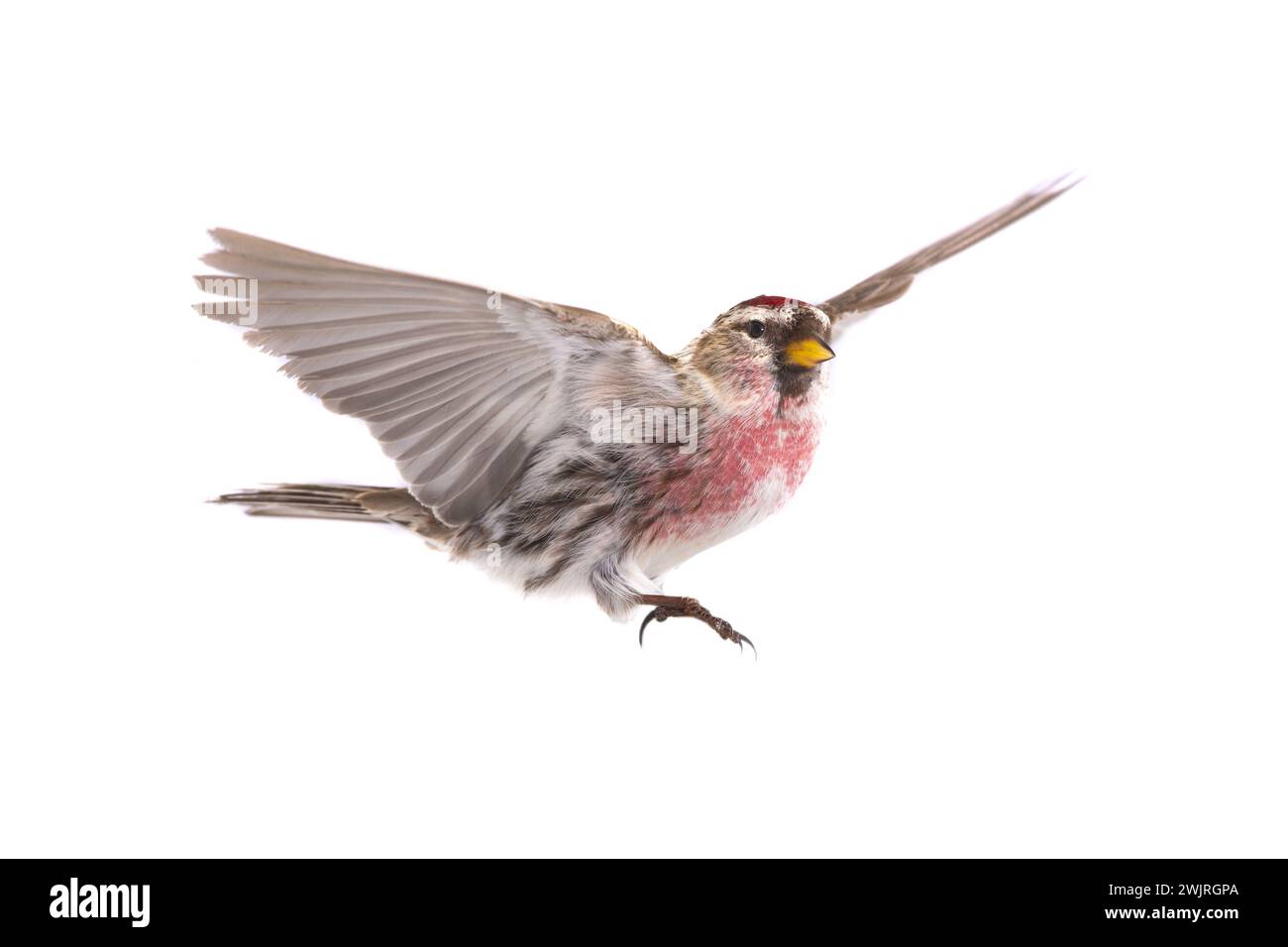 Eurasian Linnet in flight isolated on white background Stock Photo - Alamy