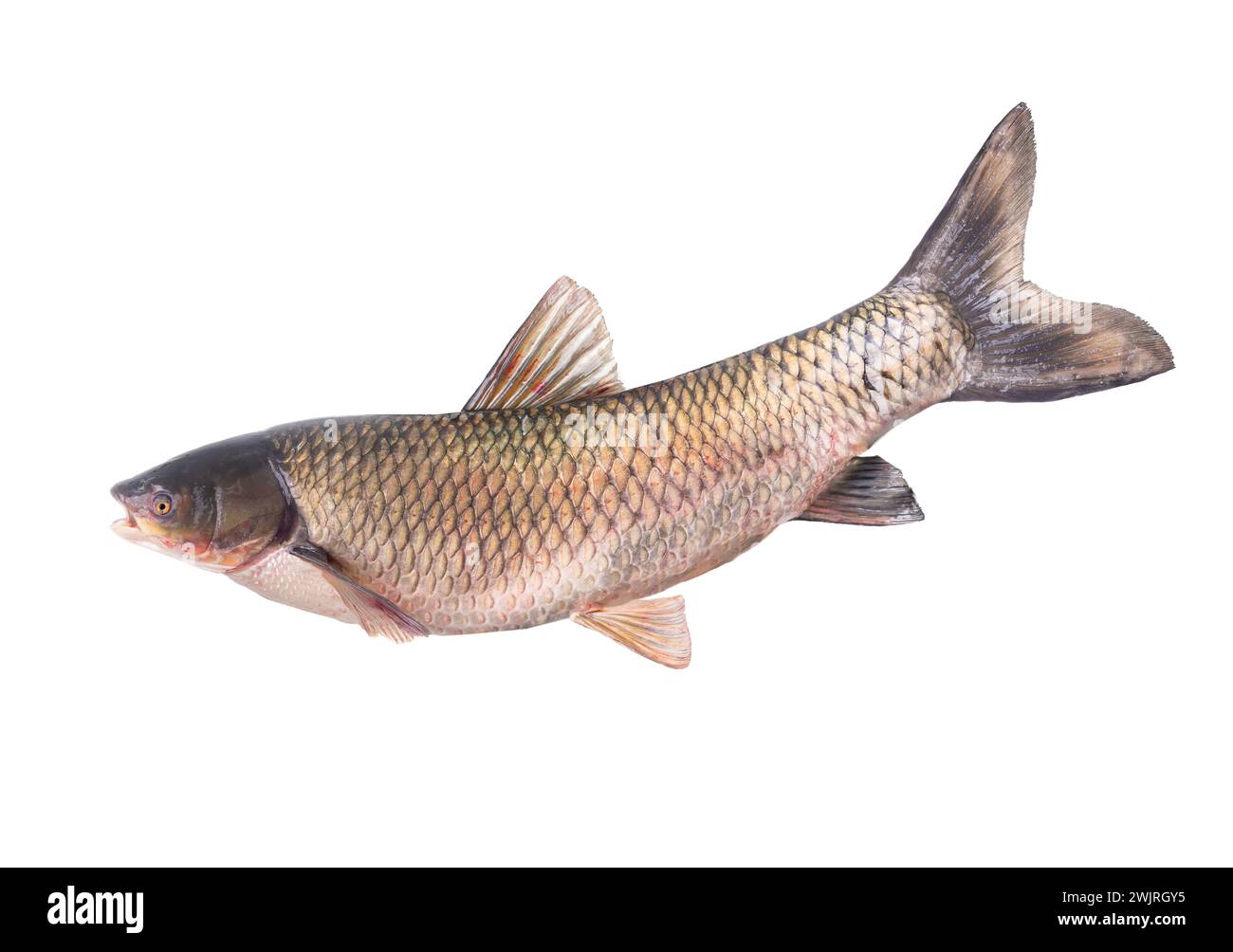 white grass carp (14 kilogram) isolated on a white background Stock ...