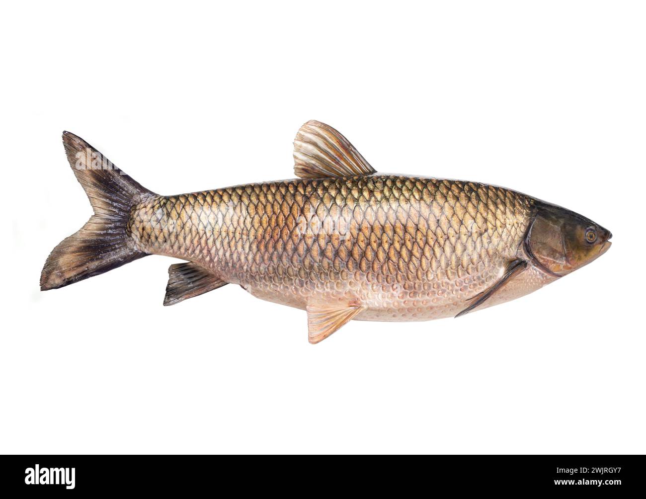 Grass carp hi-res stock photography and images - Alamy