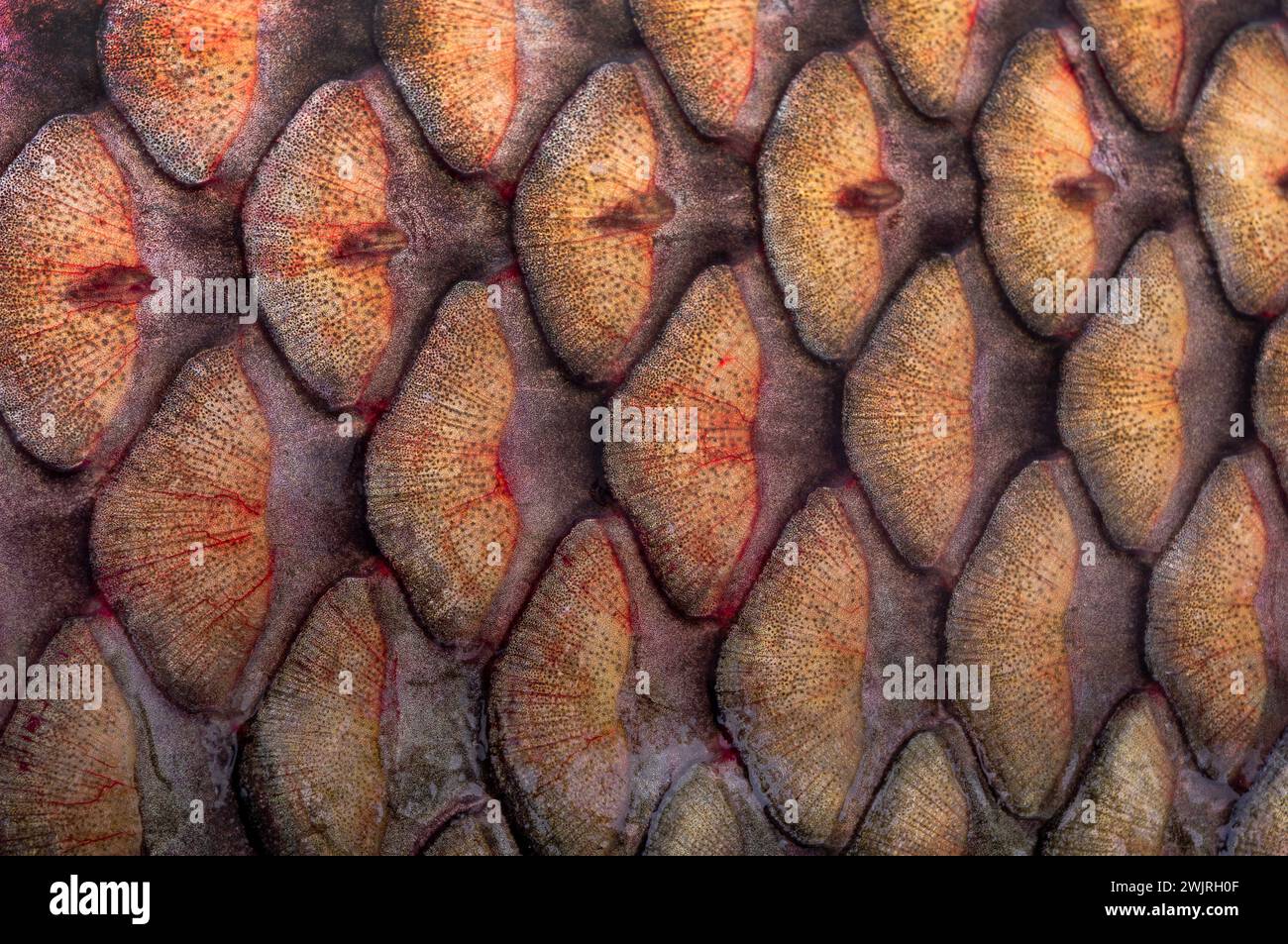 Vibrant scales hi-res stock photography and images - Alamy