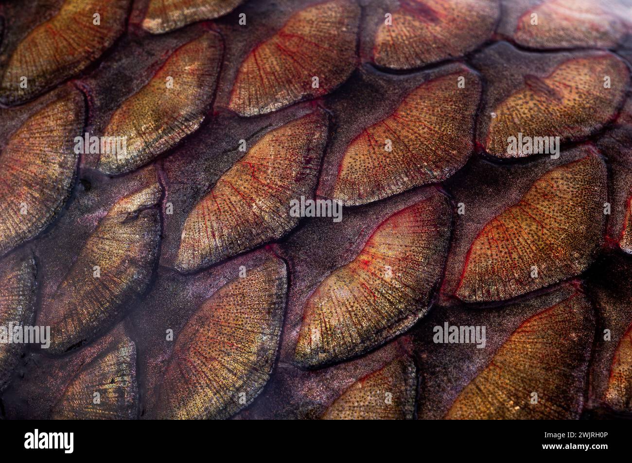 fish scales white grass carp (14 kilogram Stock Photo - Alamy