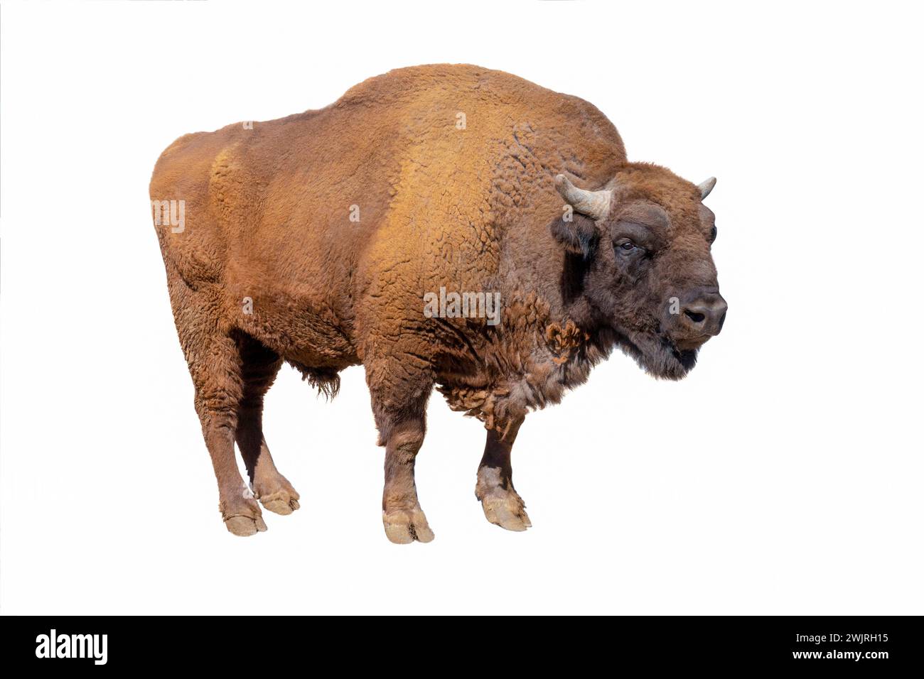 bison isolated on white background Stock Photo - Alamy