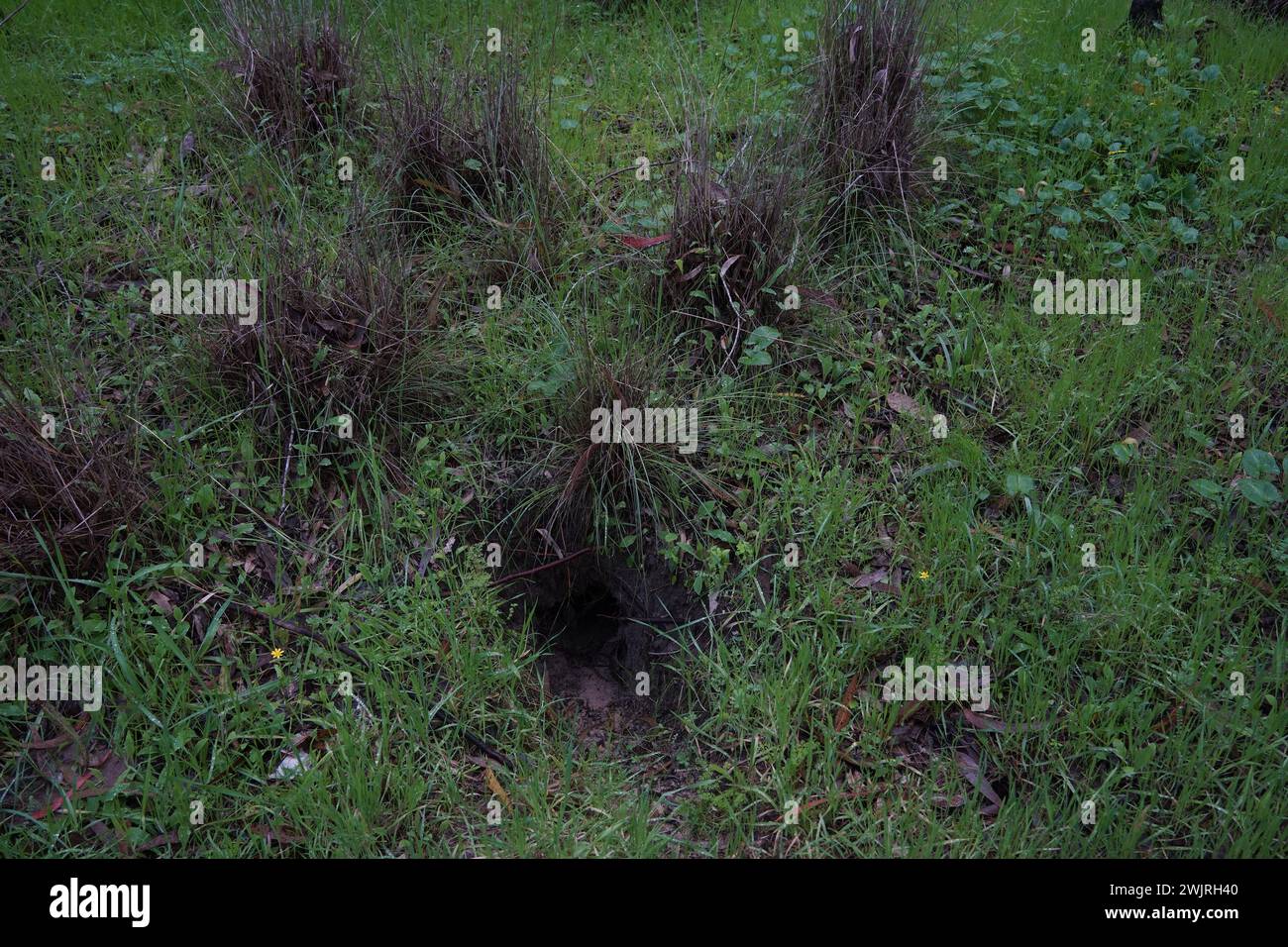 Fox holes. Colony of foxes in the forest. Big hole in land of wild ...