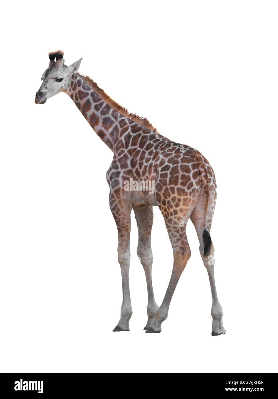 Giraffe isolated on a white background Stock Photo - Alamy
