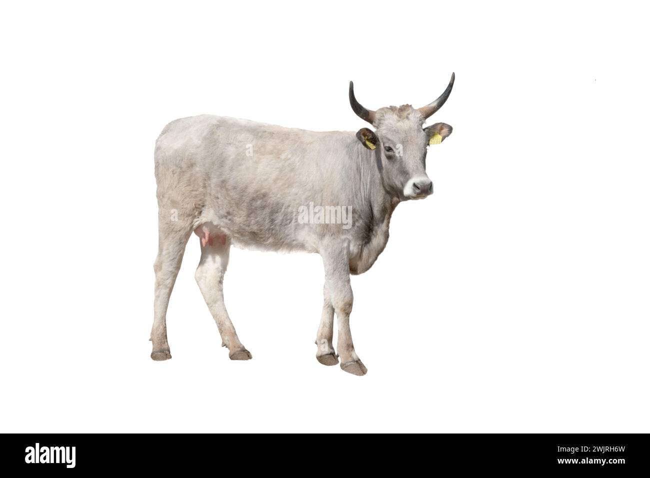 Brown cow standing black Cut Out Stock Images & Pictures - Alamy