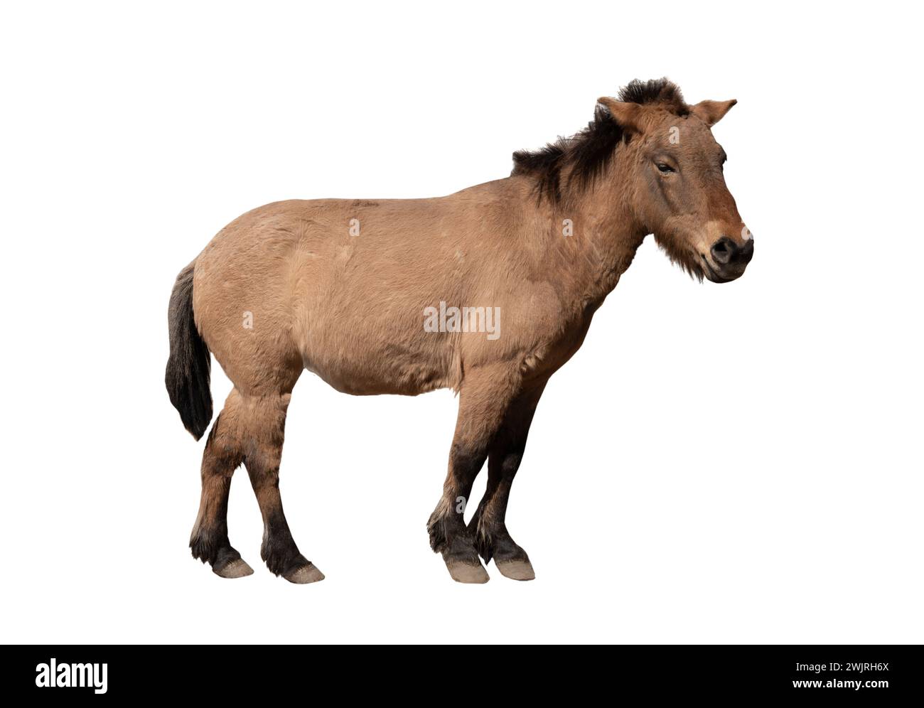 horse ( przewalski ) isolated on a white background Stock Photo - Alamy