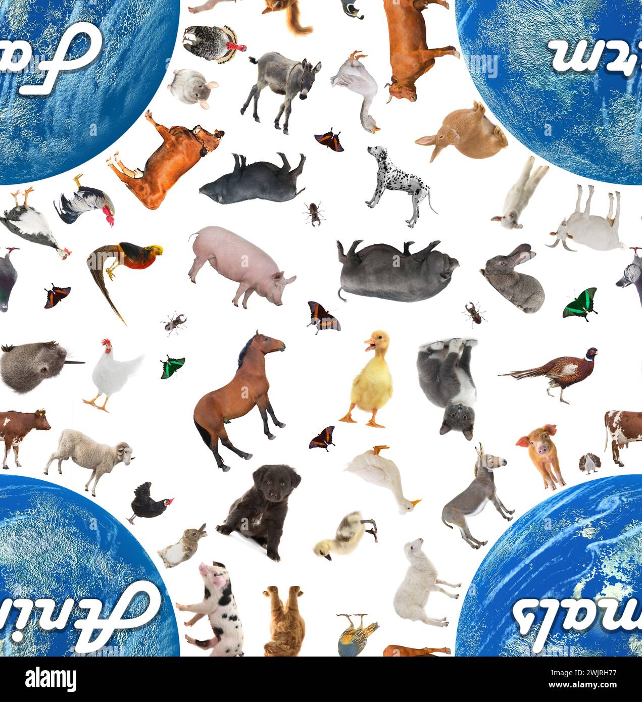 pattern of farm animals isolated on white background Stock Photo - Alamy