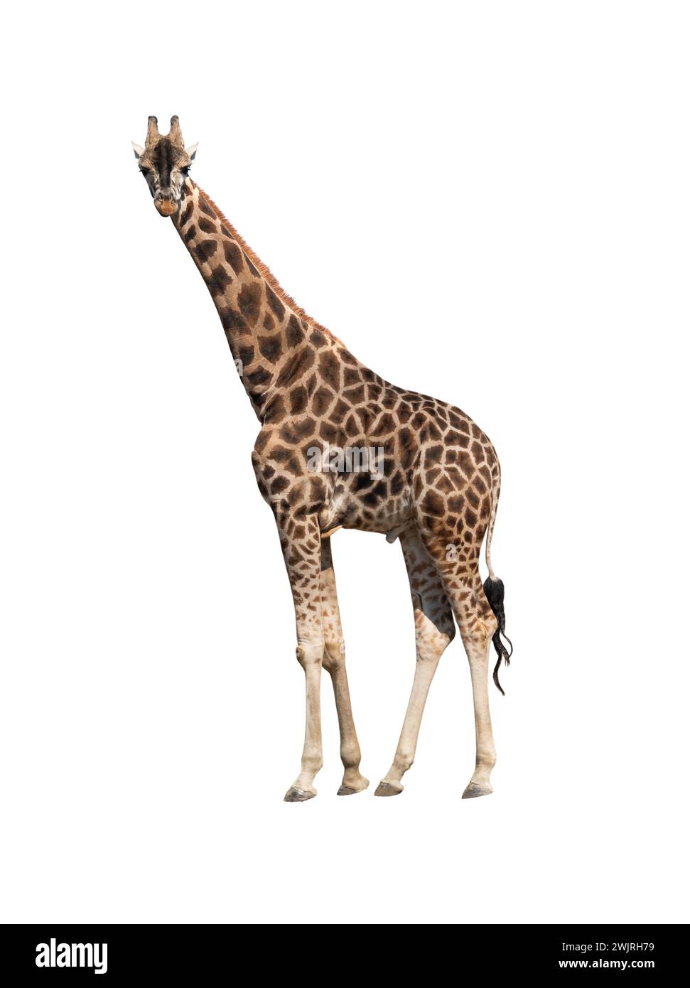 Giraffe isolated on a white background Stock Photo - Alamy