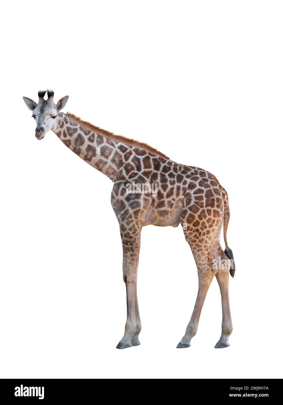 Giraffe isolated on a white background Stock Photo - Alamy