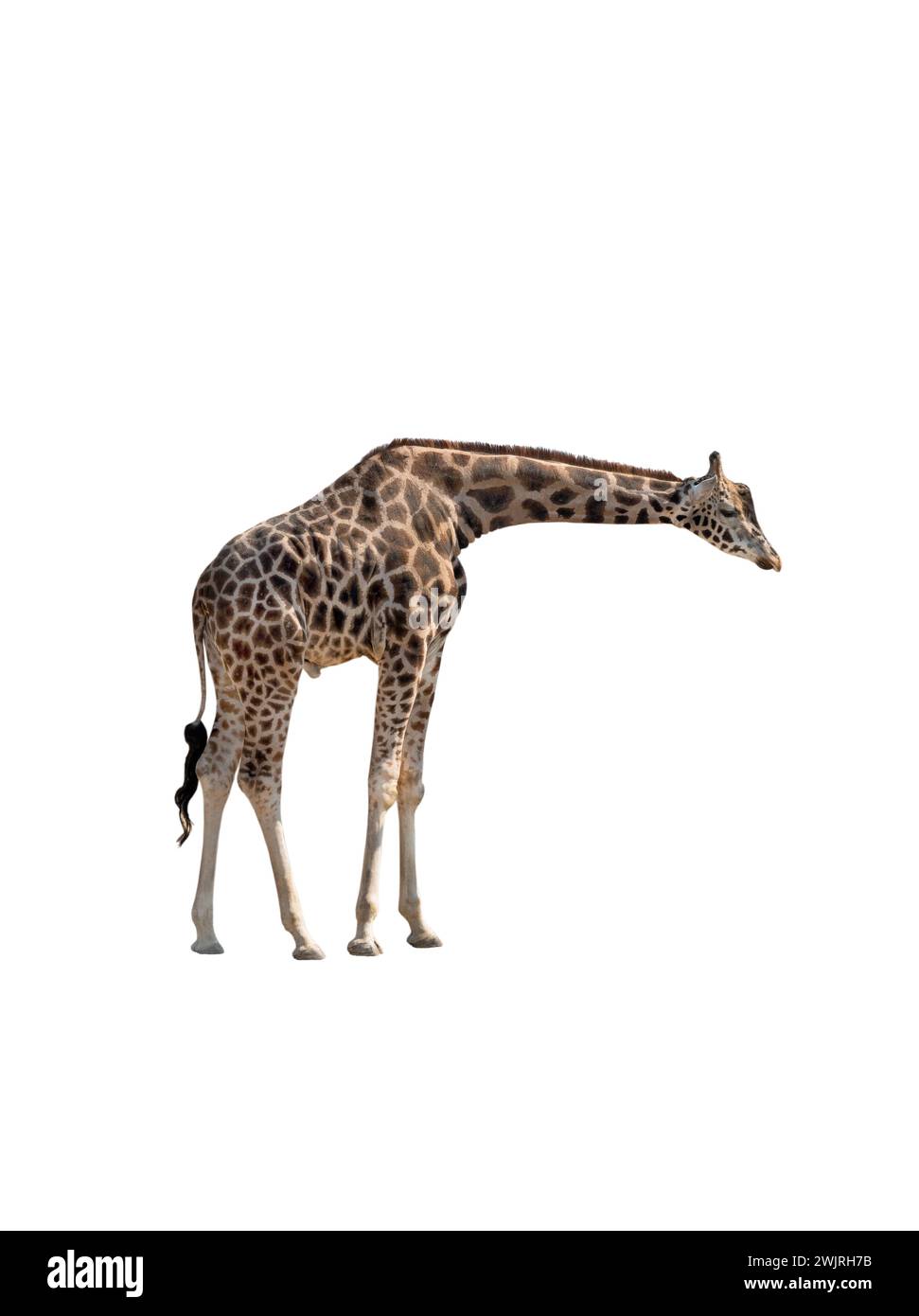 Giraffe isolated on a white background Stock Photo - Alamy