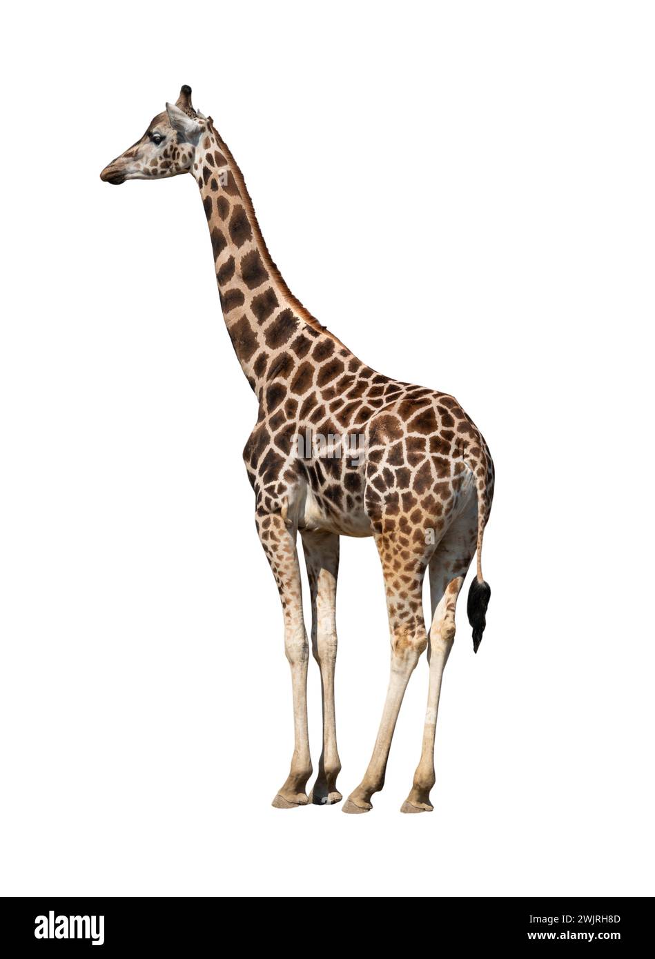 Giraffe isolated on a white background Stock Photo - Alamy