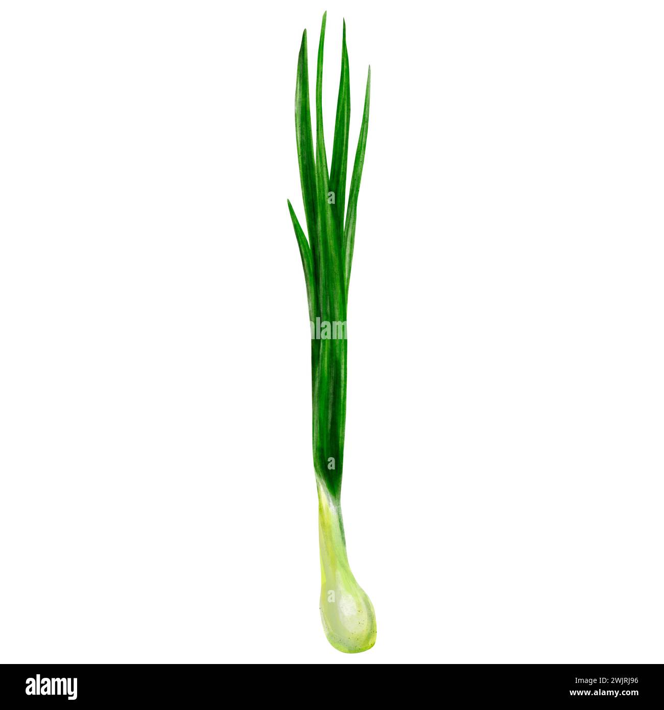 Fresh spring green onions isolated on white background. Watercolor ...