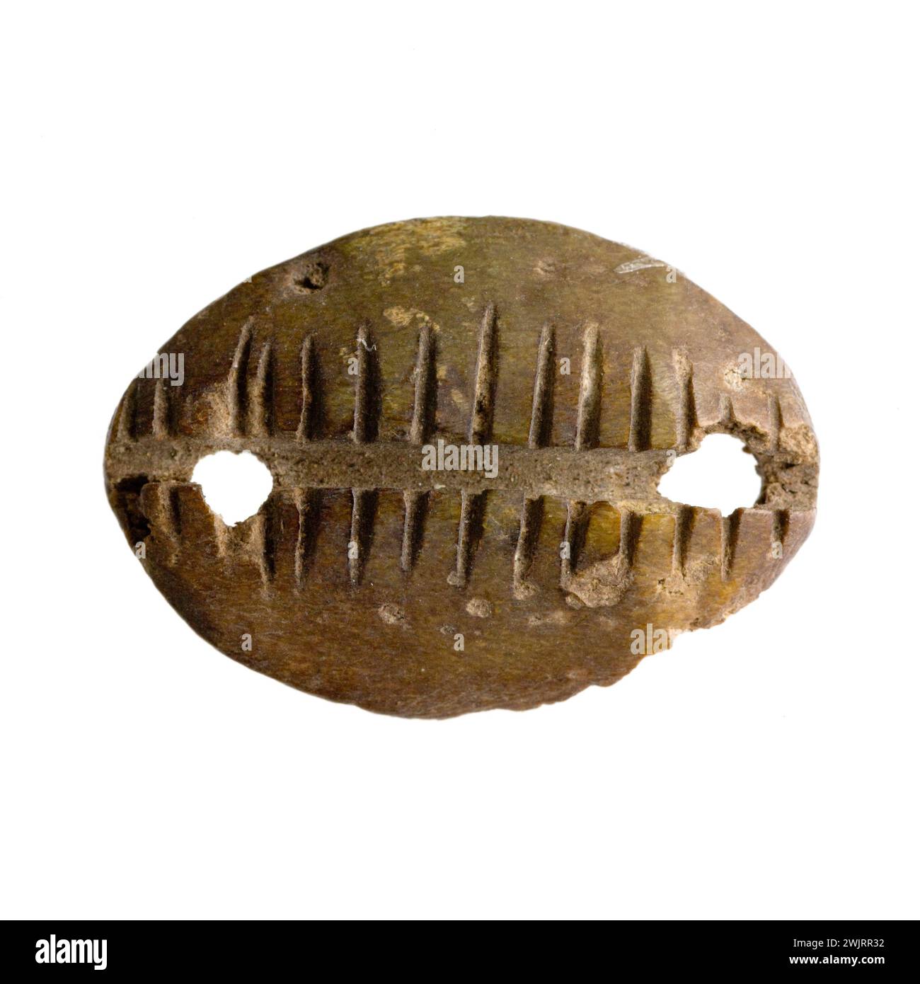 Cauris Marin (11). Shell, bone, wood, china, zhou dynasty (11th century ...