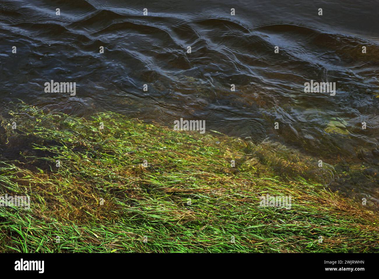 Green algae floating in the river Stock Photo - Alamy