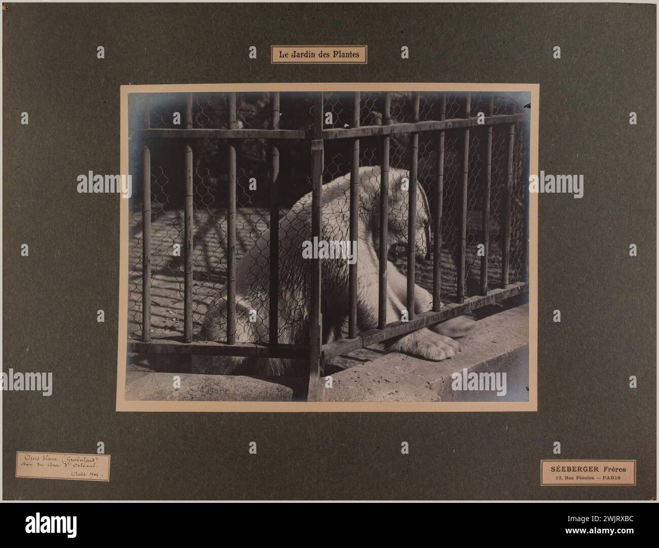 Séeberger Frères. "White bear (Groënland), donation from the Duke of ...