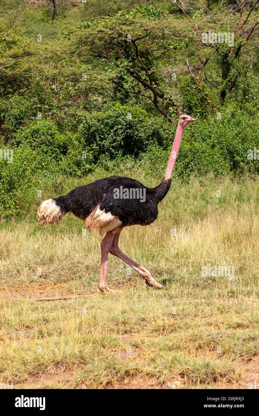 Group female common ostriches hi-res stock photography and images - Alamy