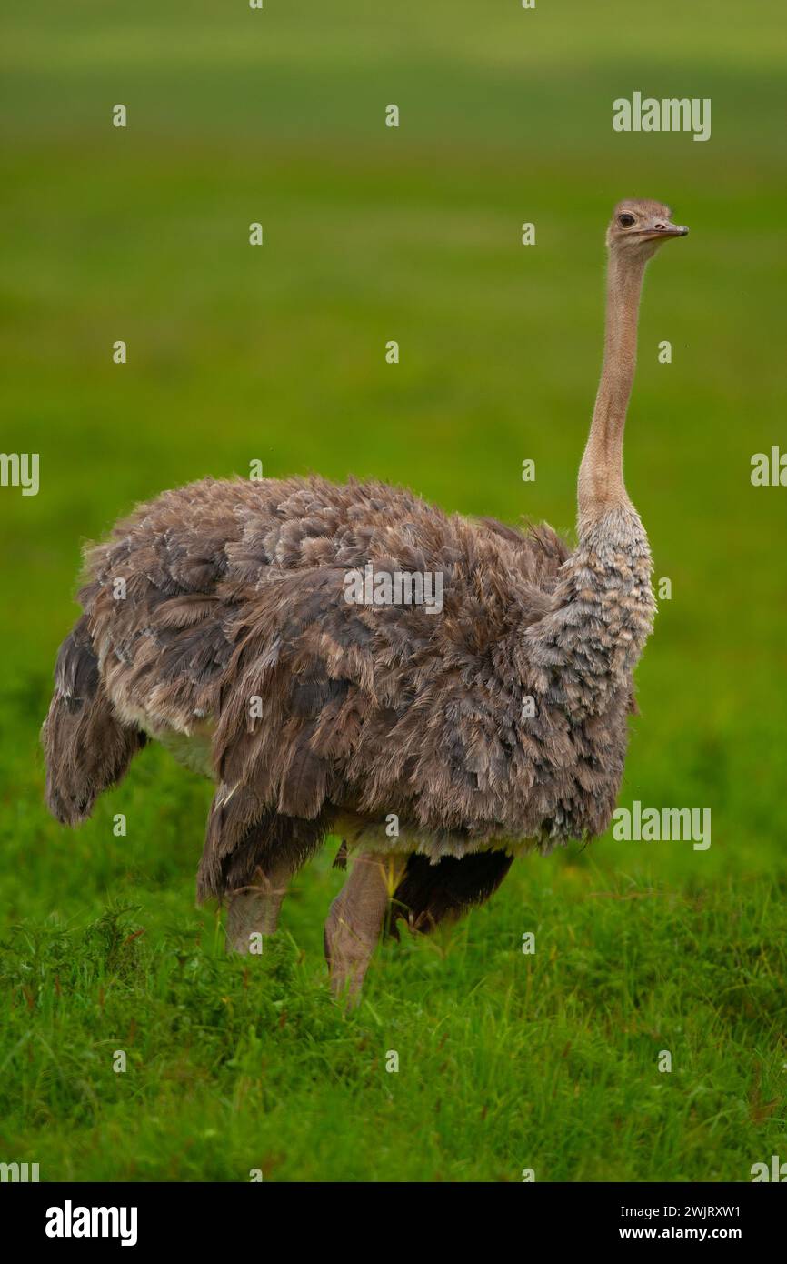 Female Common Ostrich (Struthio camelus Stock Photo - Alamy