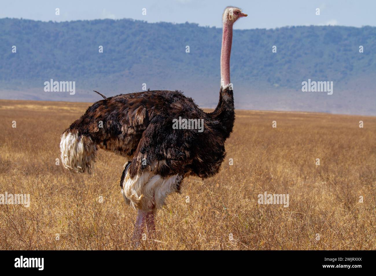 Common ostrich male hi-res stock photography and images - Alamy