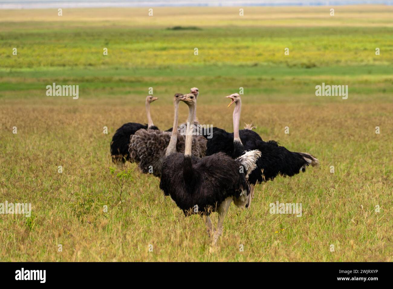 Male Common Ostrich (Struthio camelus Stock Photo - Alamy